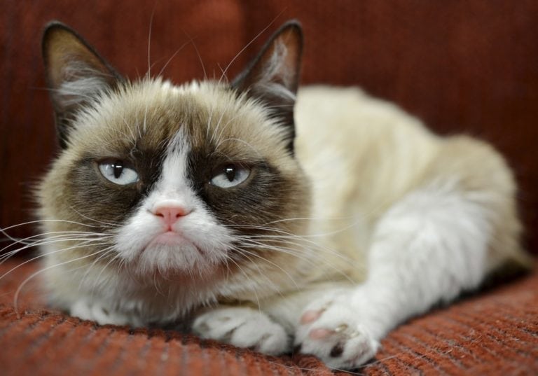 Grumpy Cat has Bitchy Resting Face! | Plastic Surgeon San Francisco ...